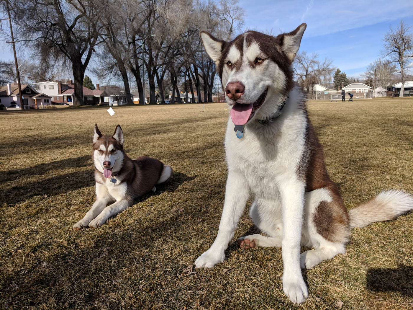 DTE. E-Collar in Dog Training in Gilbert, AZ